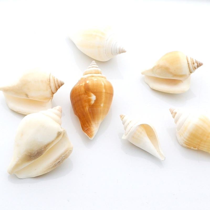 Muscheln Streudeko für Sommerdeko Tisch - Bastelspass24.de - Floristik